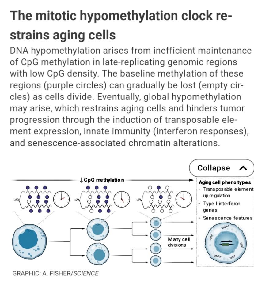 Epigenetic clocks, aging, and cancer | Biology and computer science
